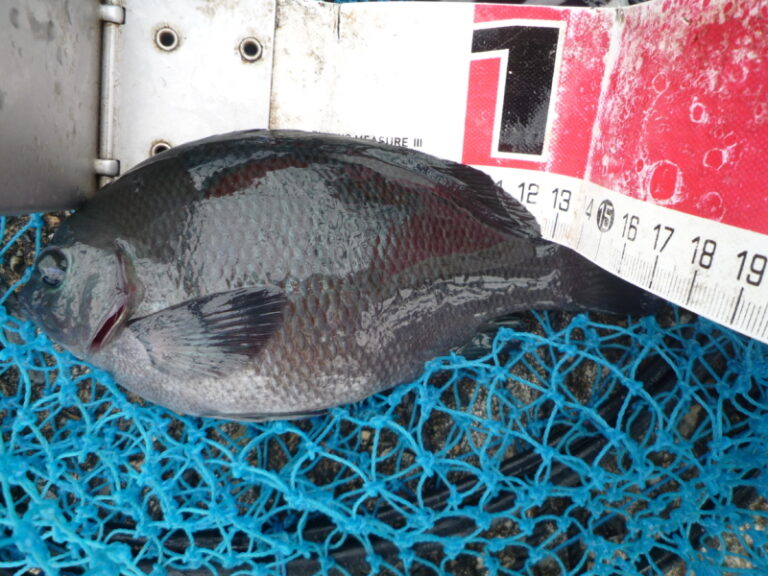 午後の釣果｜NPO法人 ハッピーフィッシング[新潟東港第2東防波堤の釣り]｜NPO法人ハッピーフィッシング